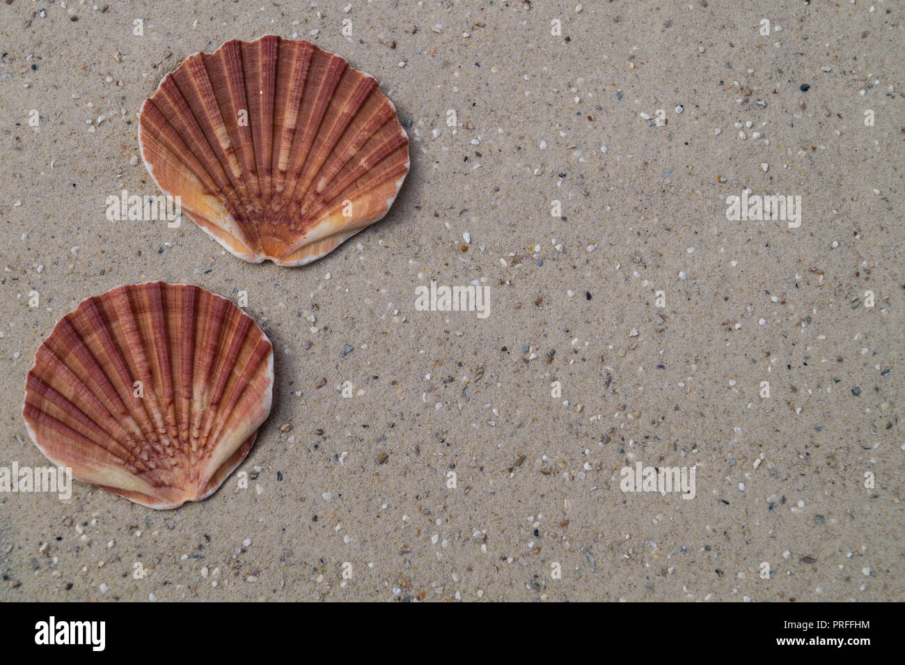Purple clam shells hi-res stock photography and images - Alamy