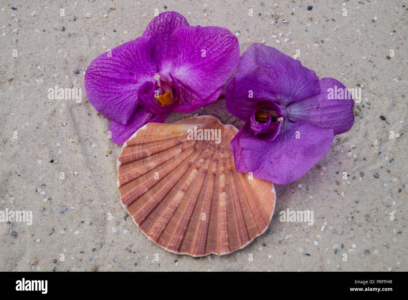 Purple clam shells hi-res stock photography and images - Alamy