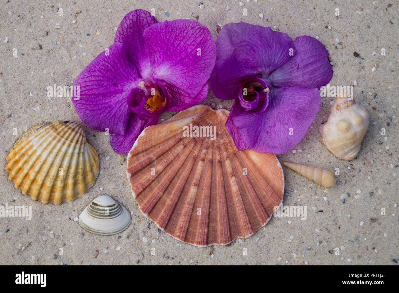 Seashells on the Beach Stock Photo - Alamy