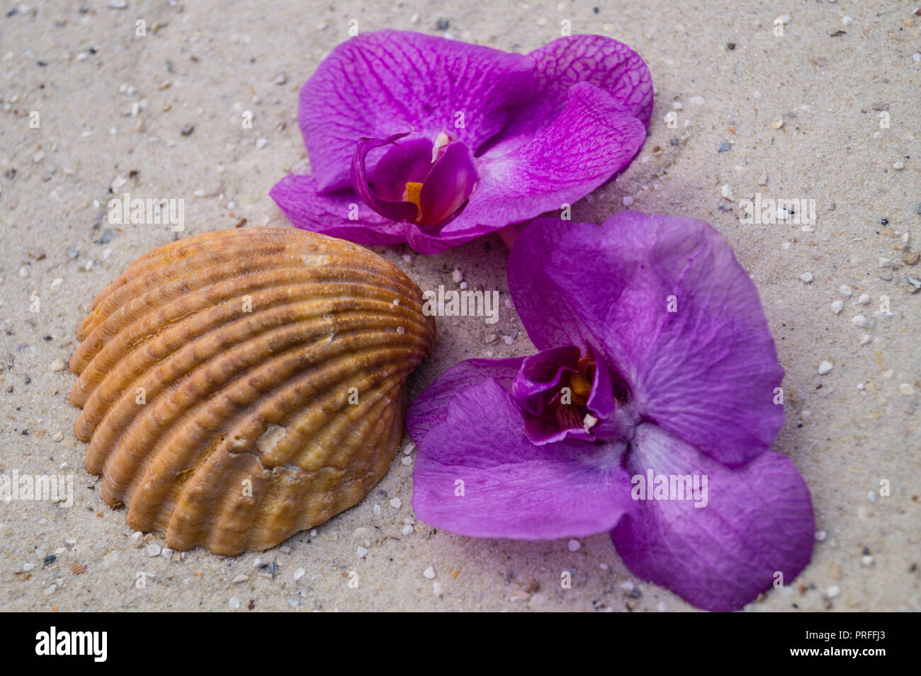 Seashells on the Beach Stock Photo - Alamy