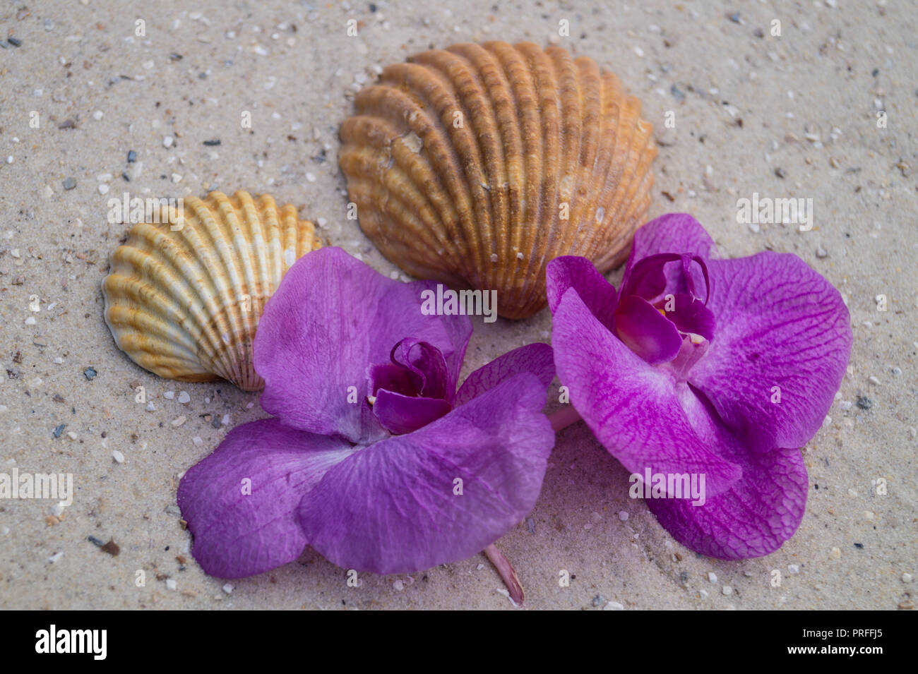 Purple clam shells hi-res stock photography and images - Alamy
