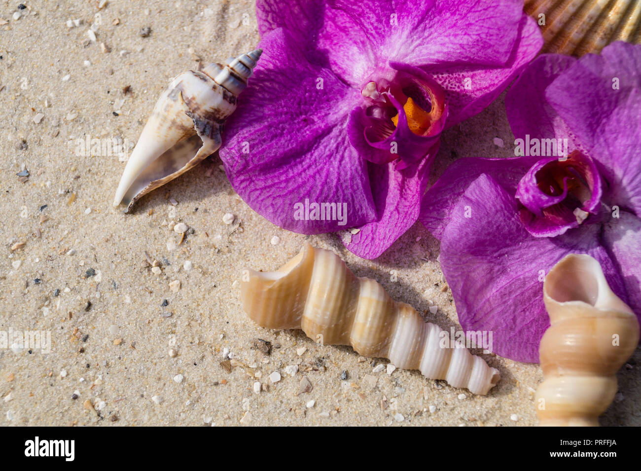 Venus and scallop shell hi-res stock photography and images - Alamy