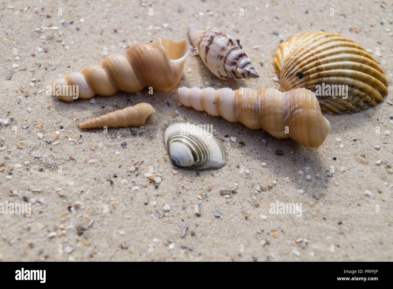 Seashells on the Beach Stock Photo - Alamy