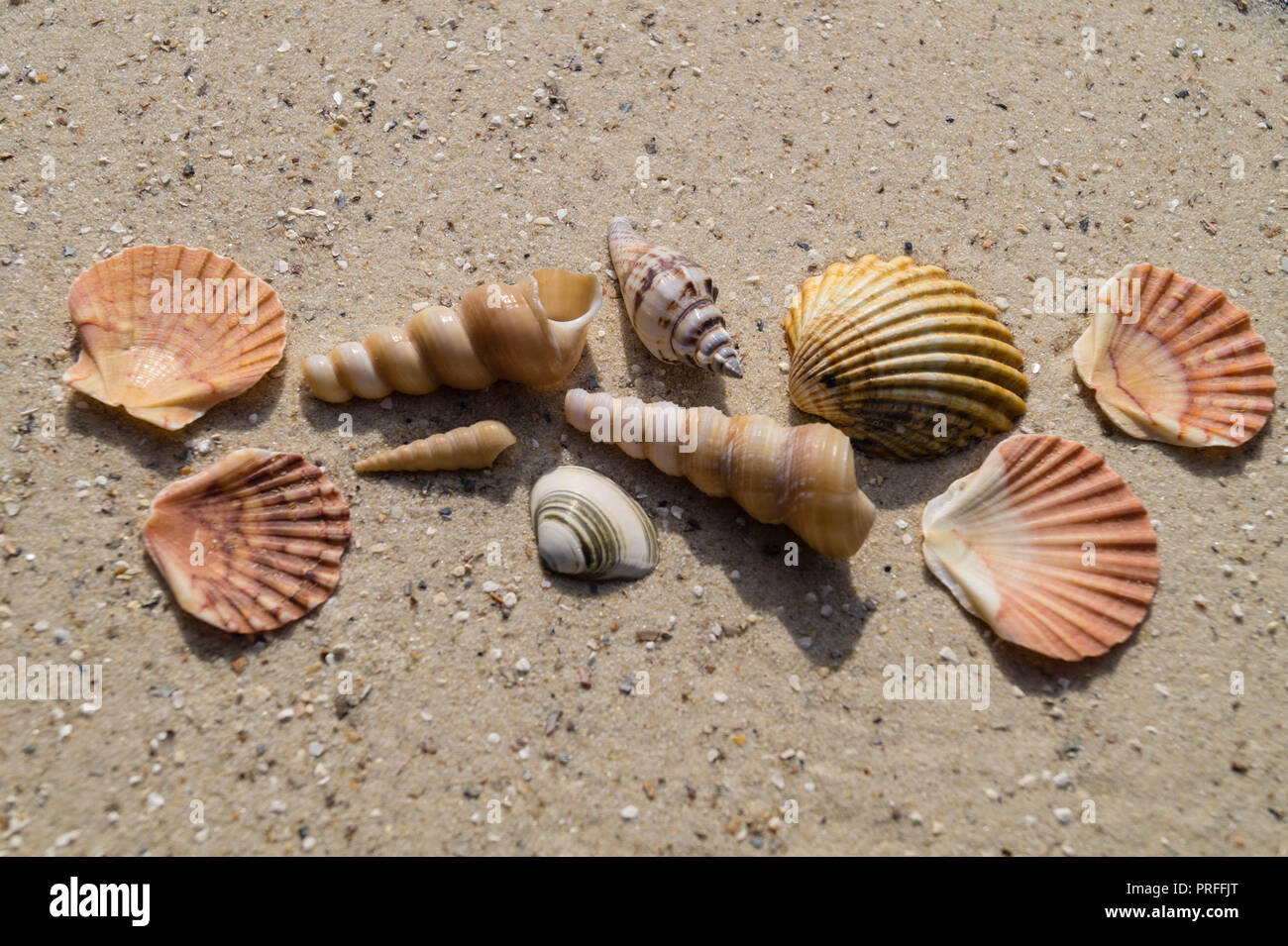 Seashells on the Beach Stock Photo - Alamy