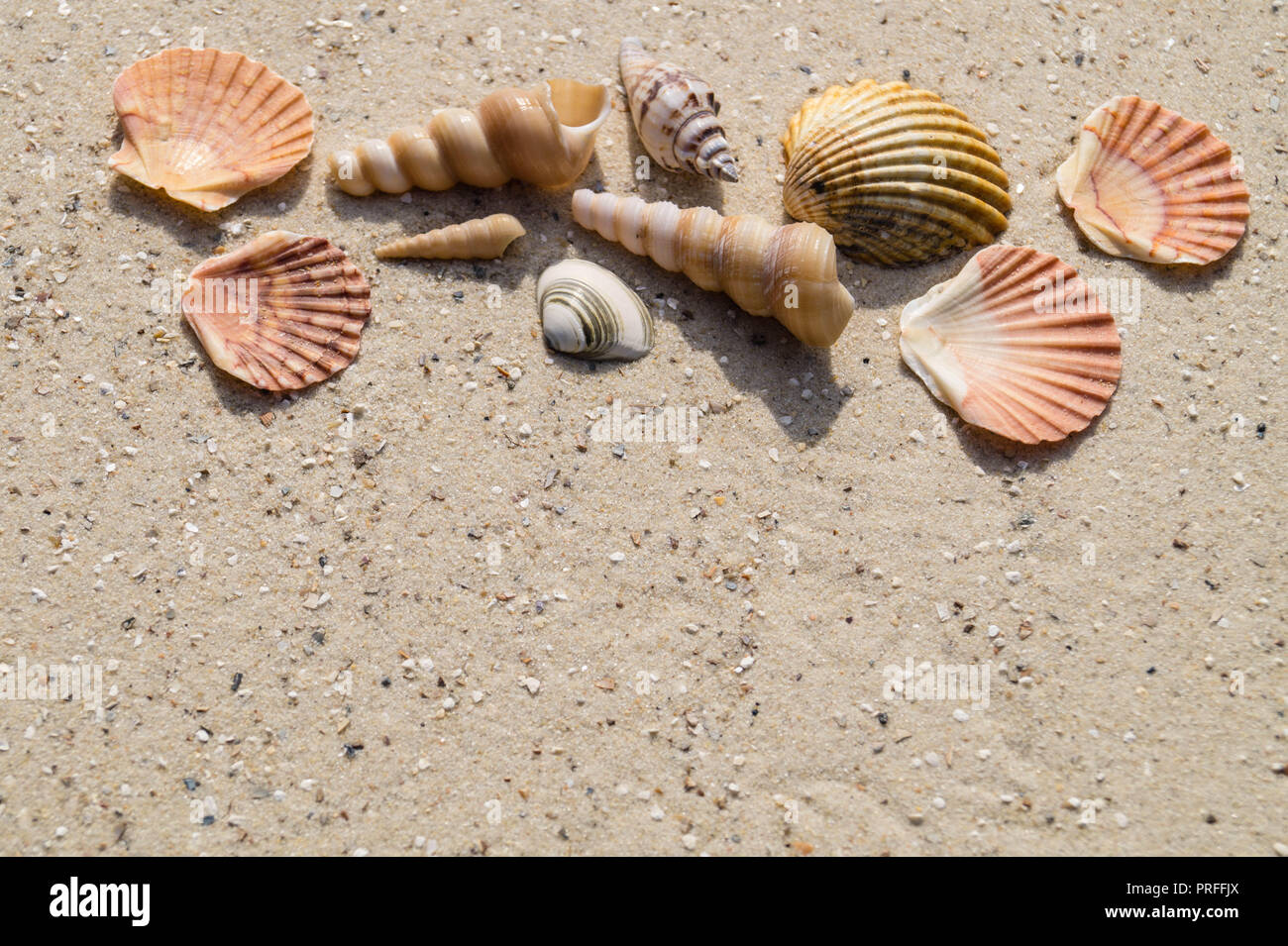 Seashells on the Beach Stock Photo - Alamy