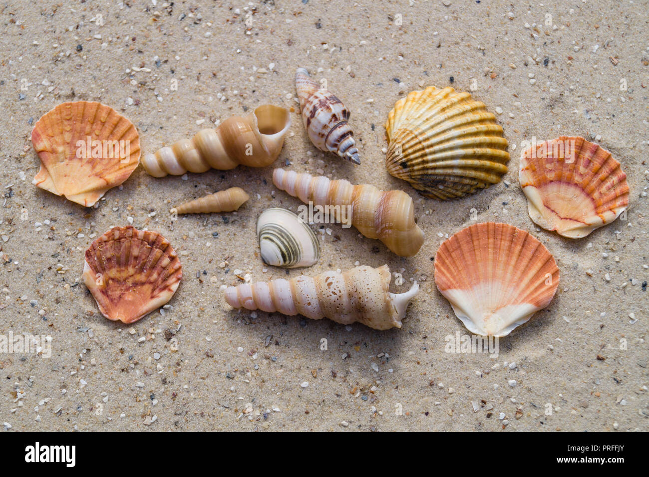 Seashells on the Beach Stock Photo - Alamy