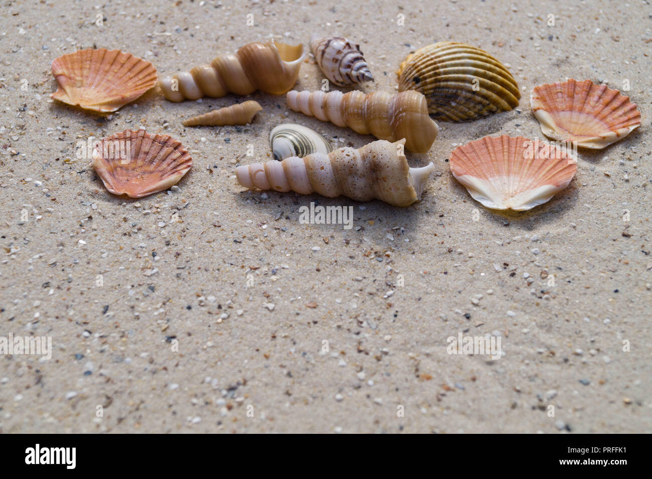 Seashells on the Beach Stock Photo - Alamy