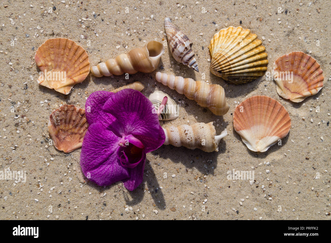 Seashells on the Beach Stock Photo - Alamy