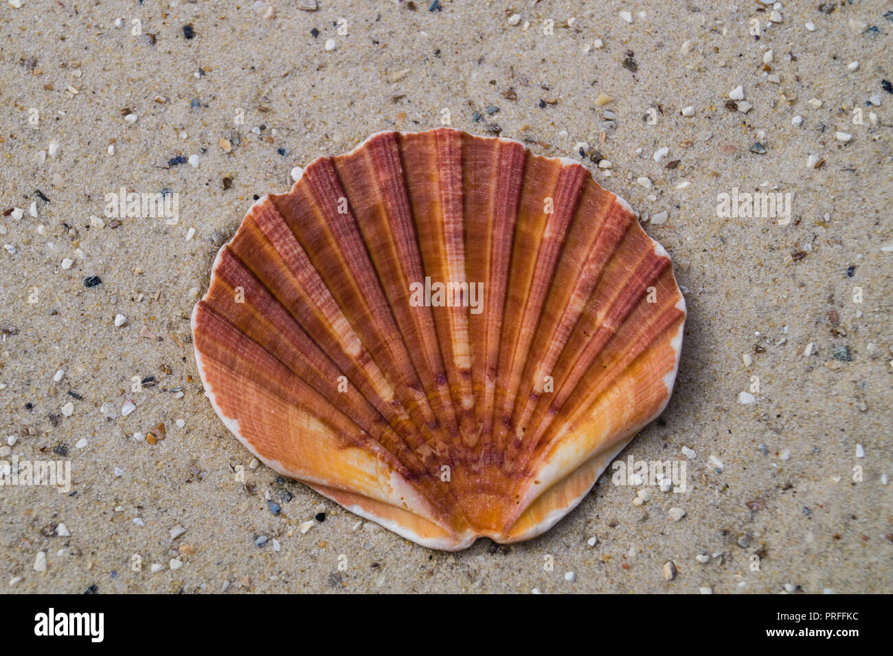 Seashells on the Beach Stock Photo - Alamy