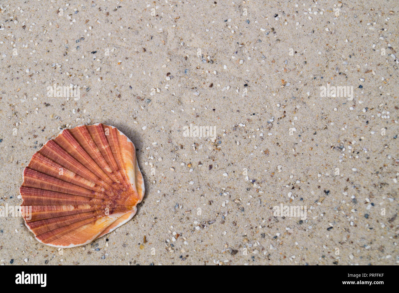 Seashells on the Beach Stock Photo - Alamy