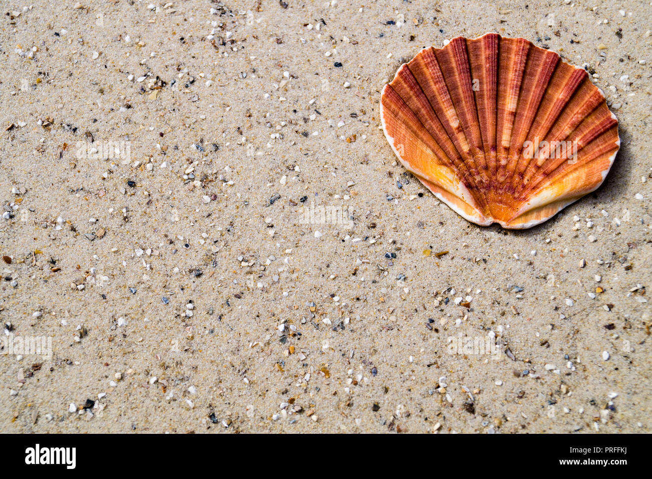 Seashells on the Beach Stock Photo - Alamy
