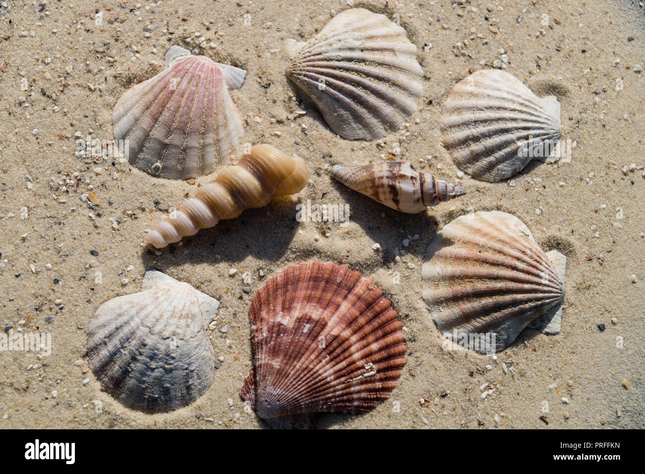 Seashells on the Beach Stock Photo - Alamy