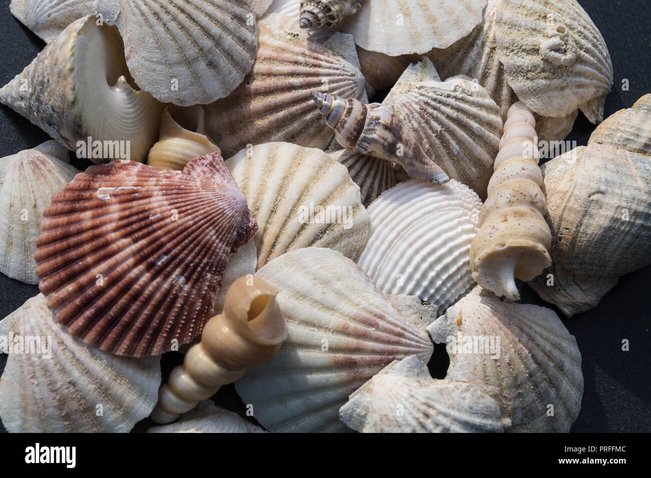 Seashells on the Beach Stock Photo - Alamy