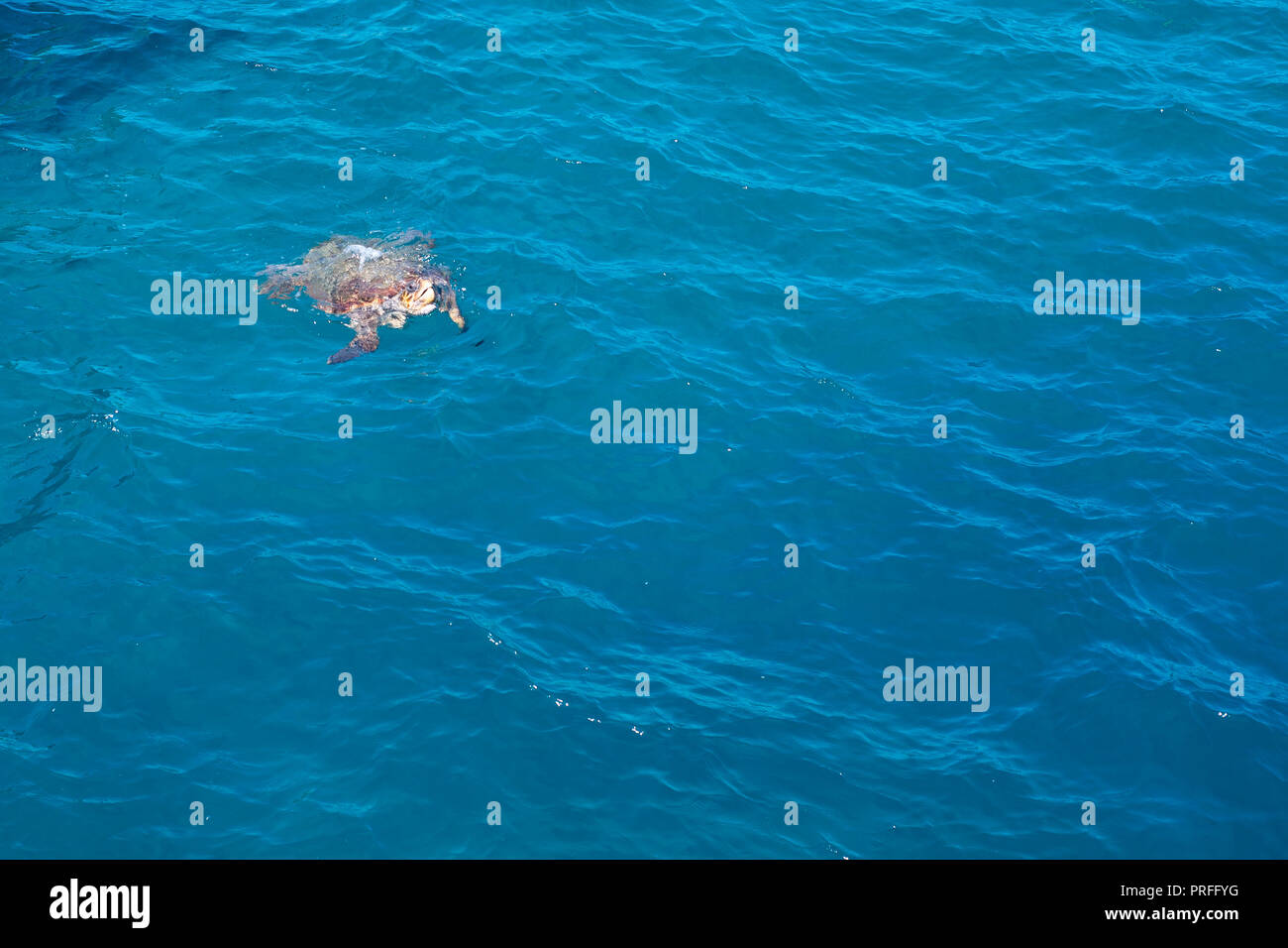 Kefalonia sea turtle hi-res stock photography and images - Alamy