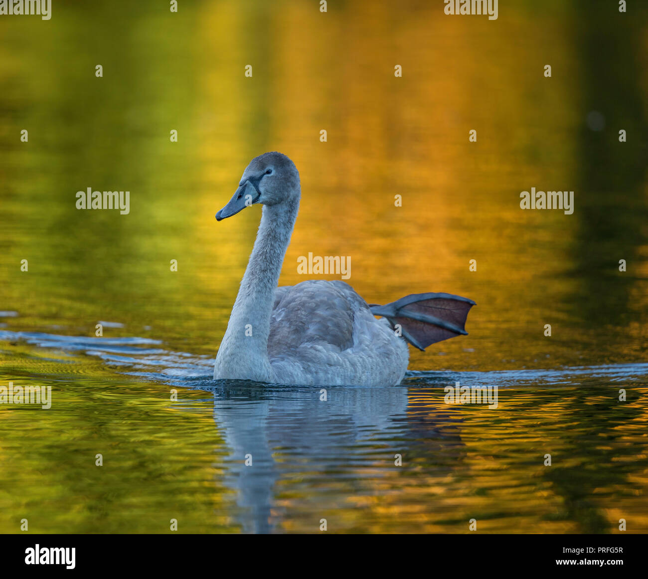 Rowley lake hi-res stock photography and images - Alamy