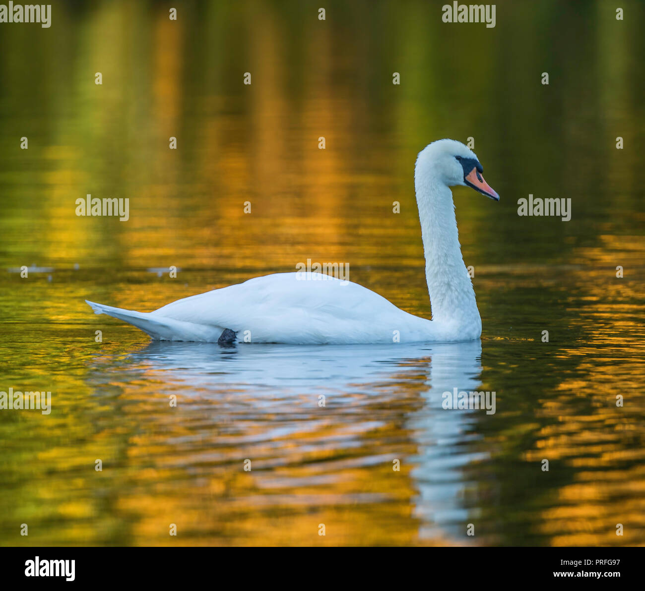 Rowley lake hi-res stock photography and images - Alamy