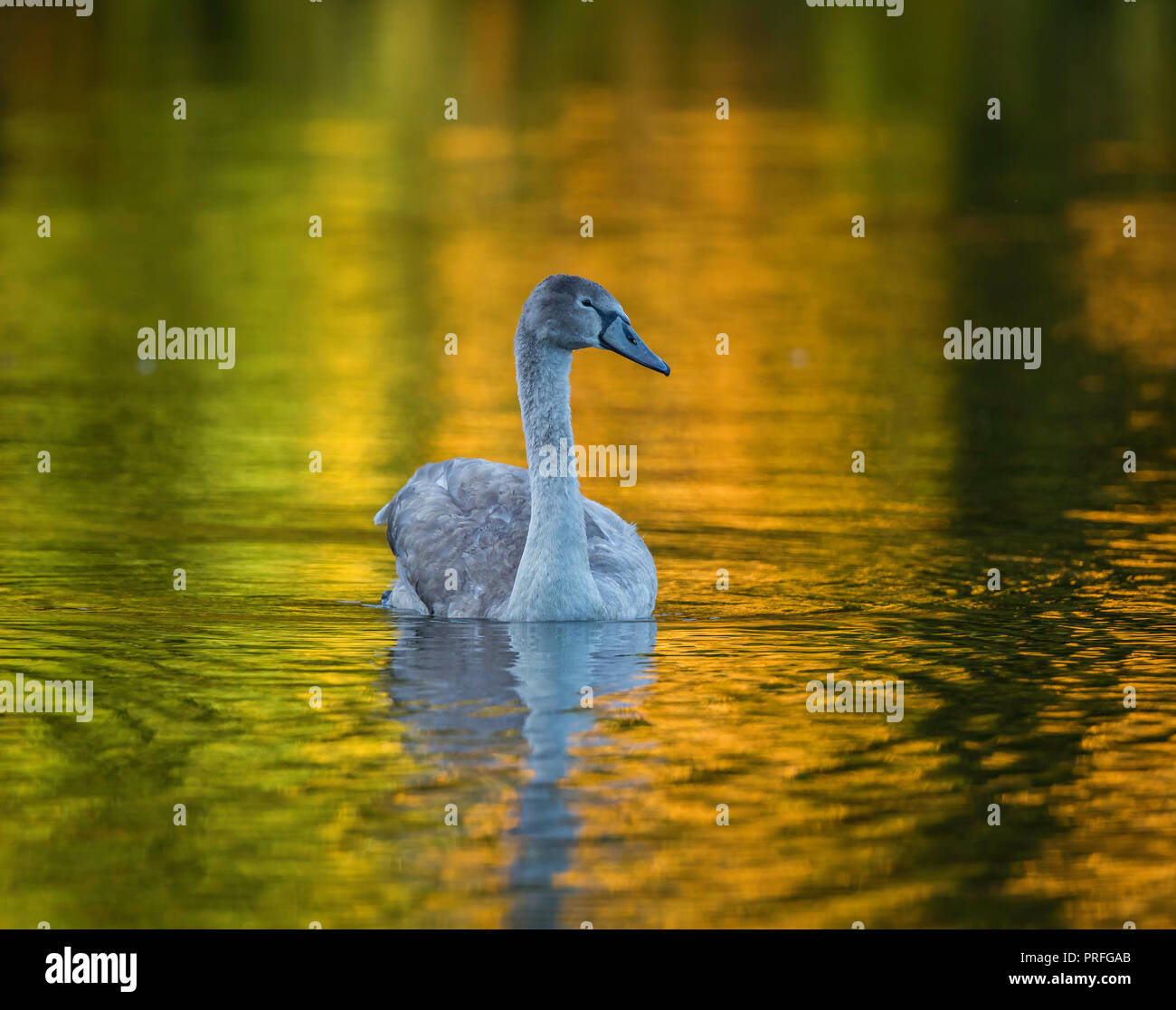 Rowley lake hi-res stock photography and images - Alamy