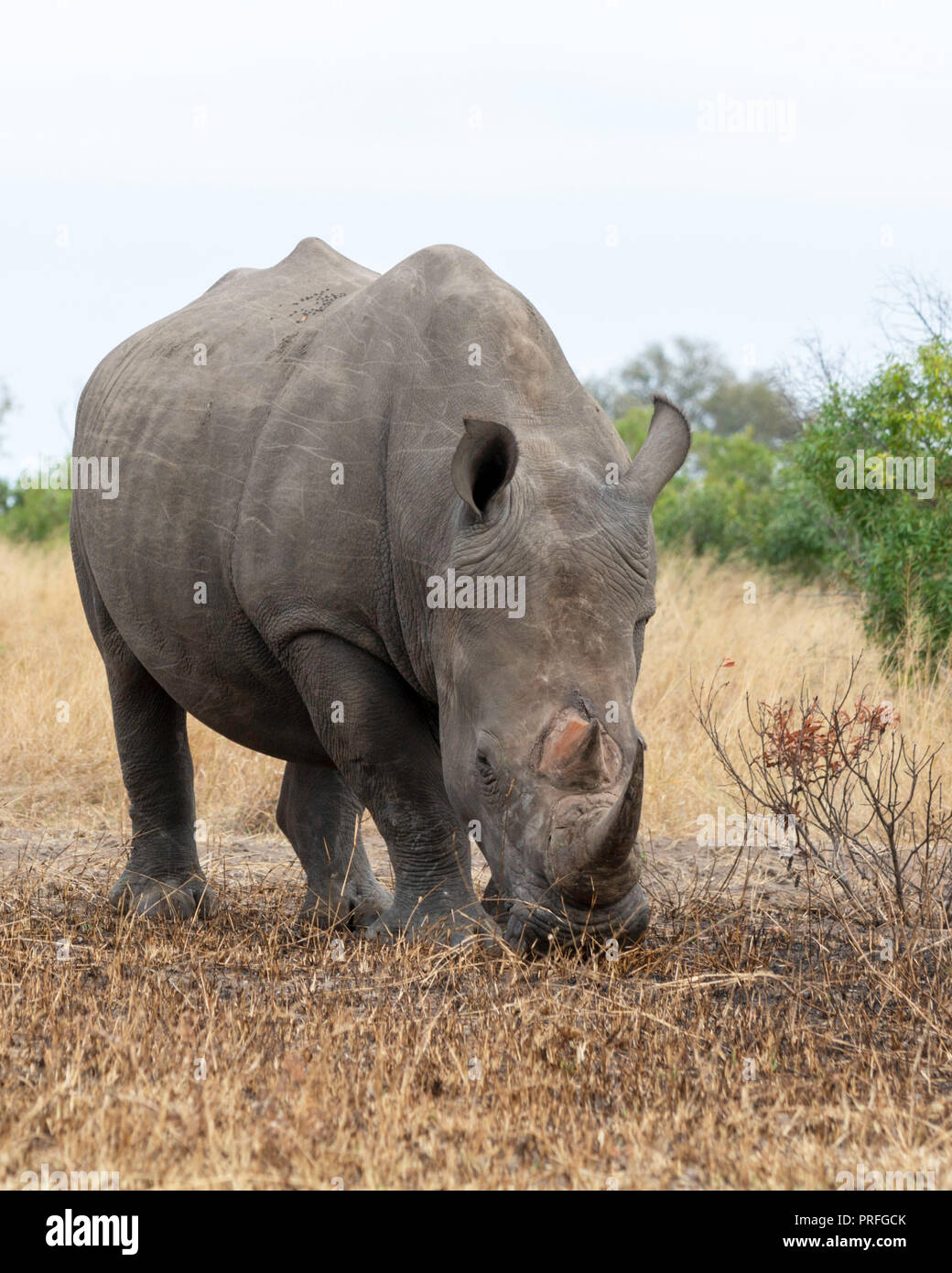 Rhinoceros bed hi-res stock photography and images - Alamy
