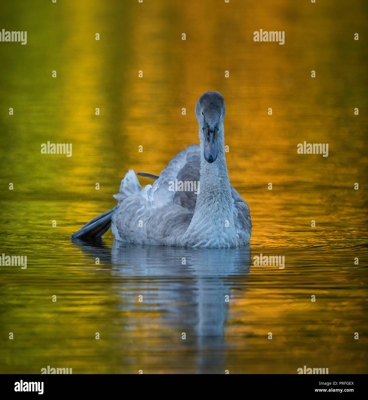 Rowley lake hi-res stock photography and images - Alamy