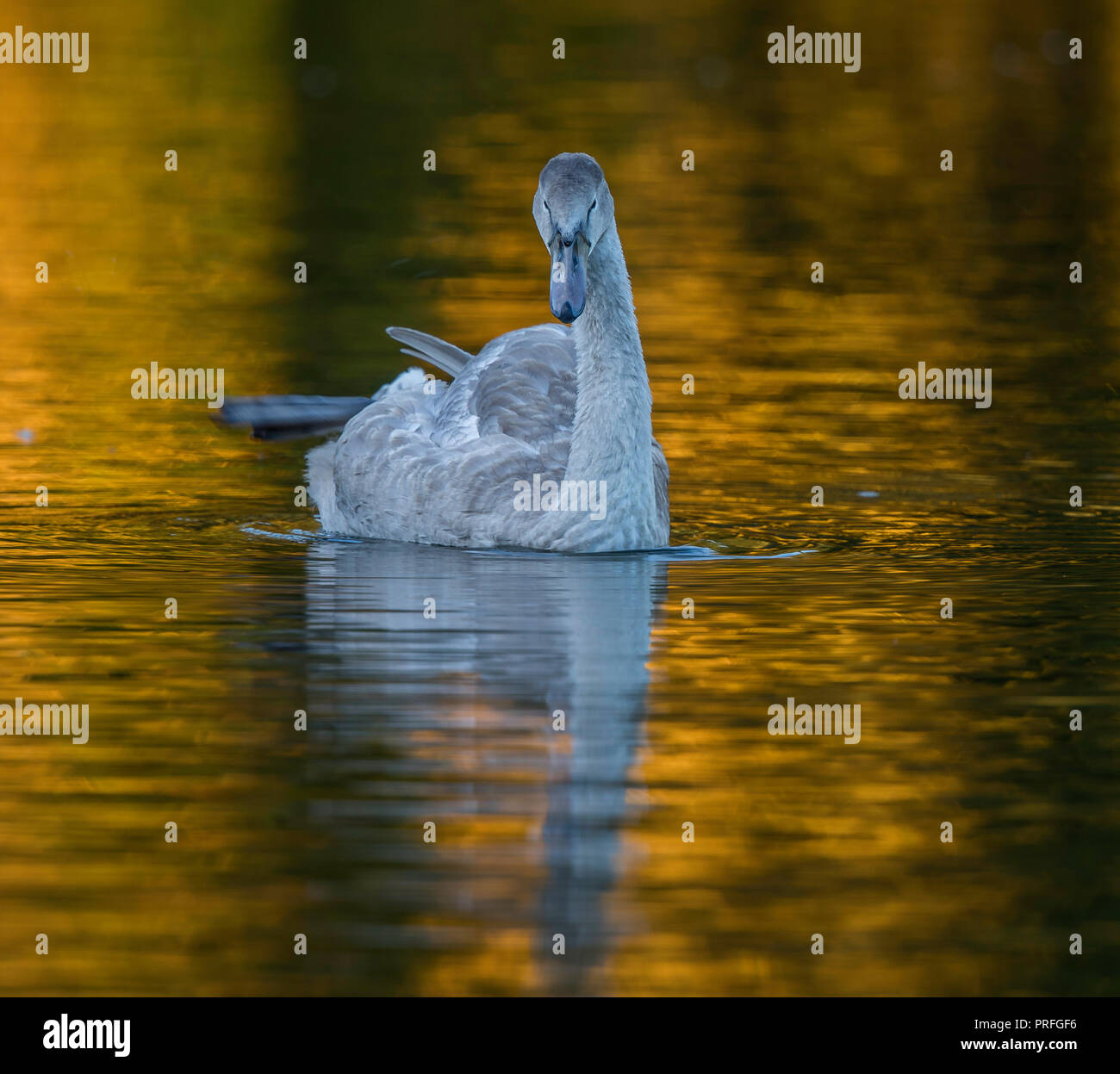 Rowley lake hi-res stock photography and images - Alamy