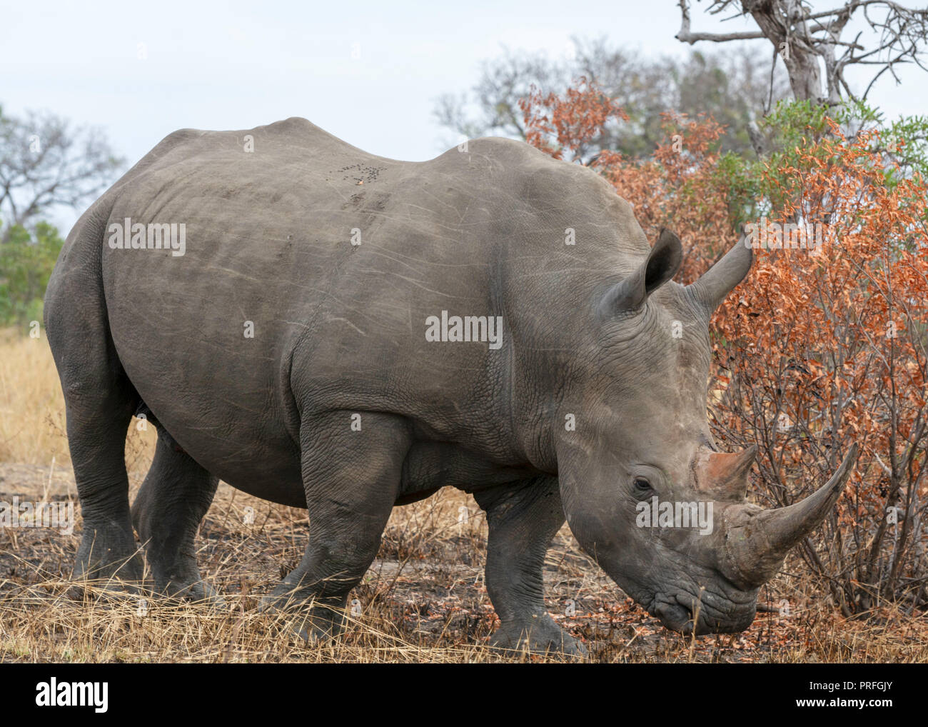 Rhinoceros bed hi-res stock photography and images - Alamy