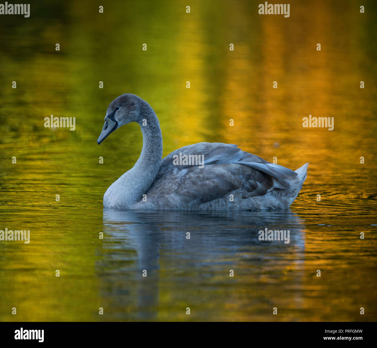 Rowley lake hi-res stock photography and images - Alamy