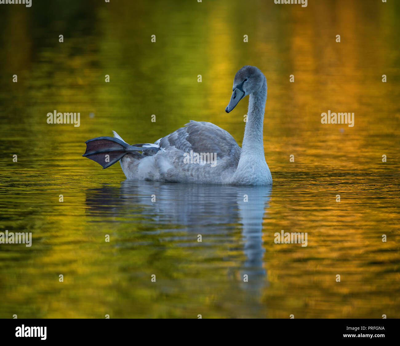 Rowley lake hi-res stock photography and images - Alamy
