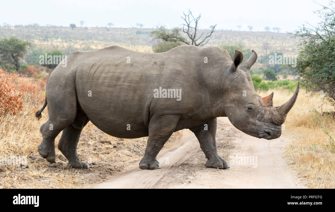 Rhinoceros bed hi-res stock photography and images - Alamy