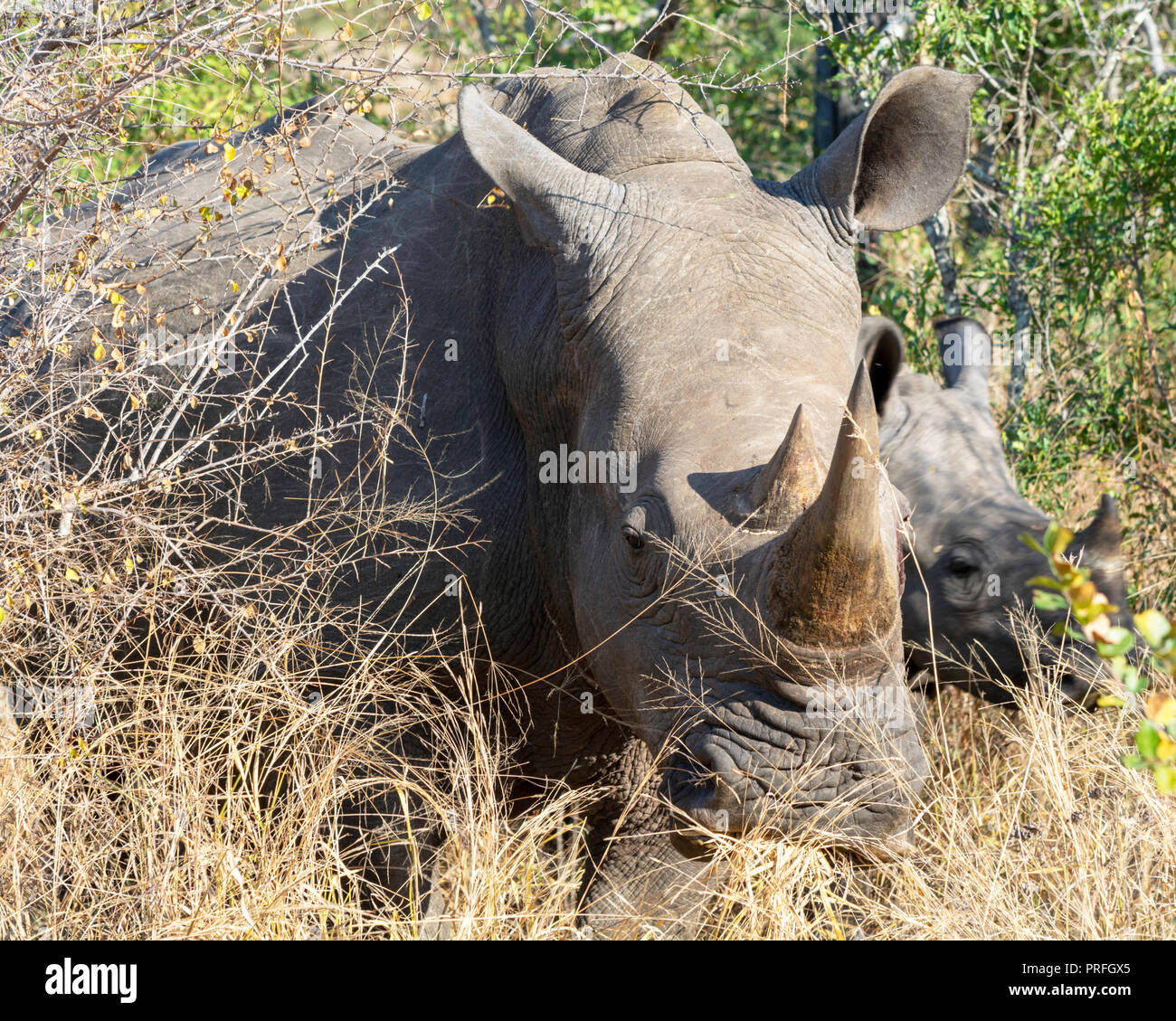 Rhinoceros bed hi-res stock photography and images - Alamy