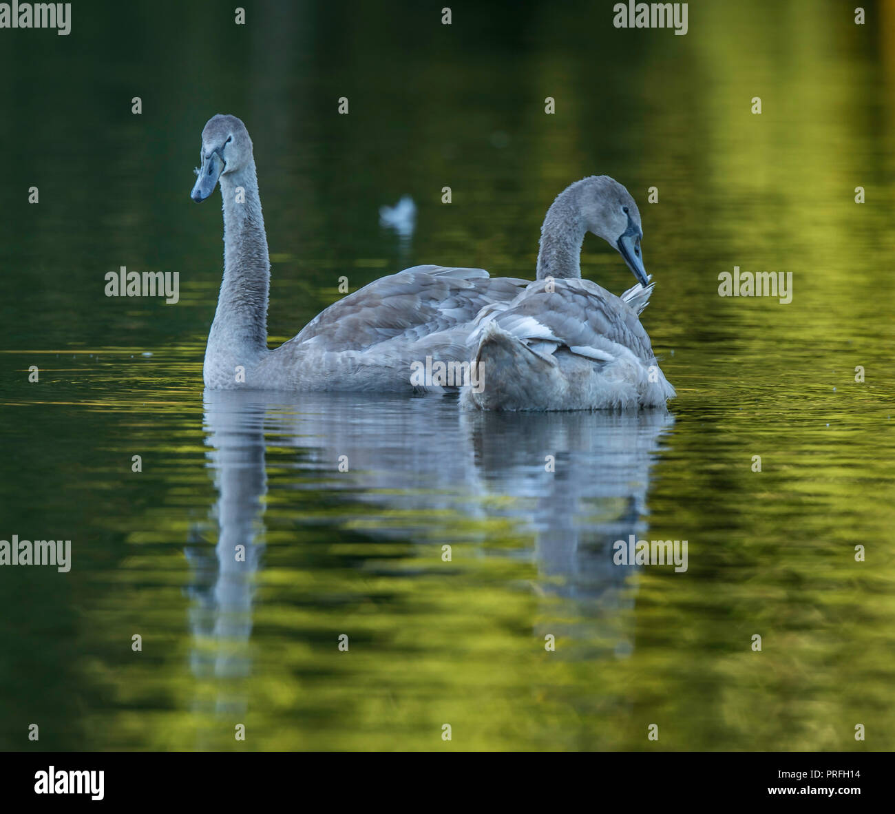 Rowley lake hi-res stock photography and images - Alamy