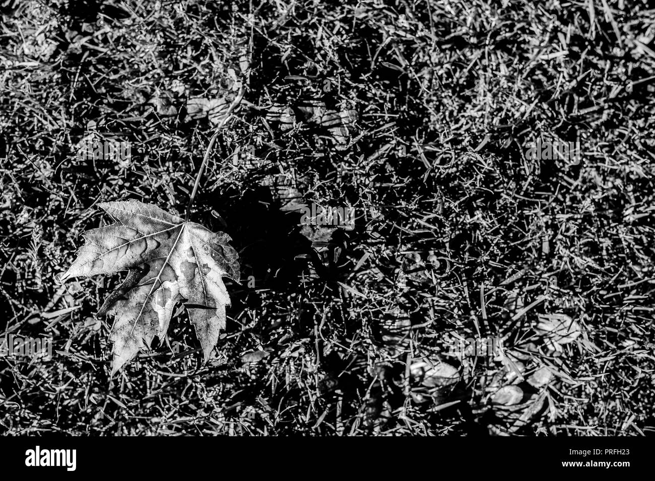 Autumn leaves falling Black and White Stock Photos & Images - Alamy