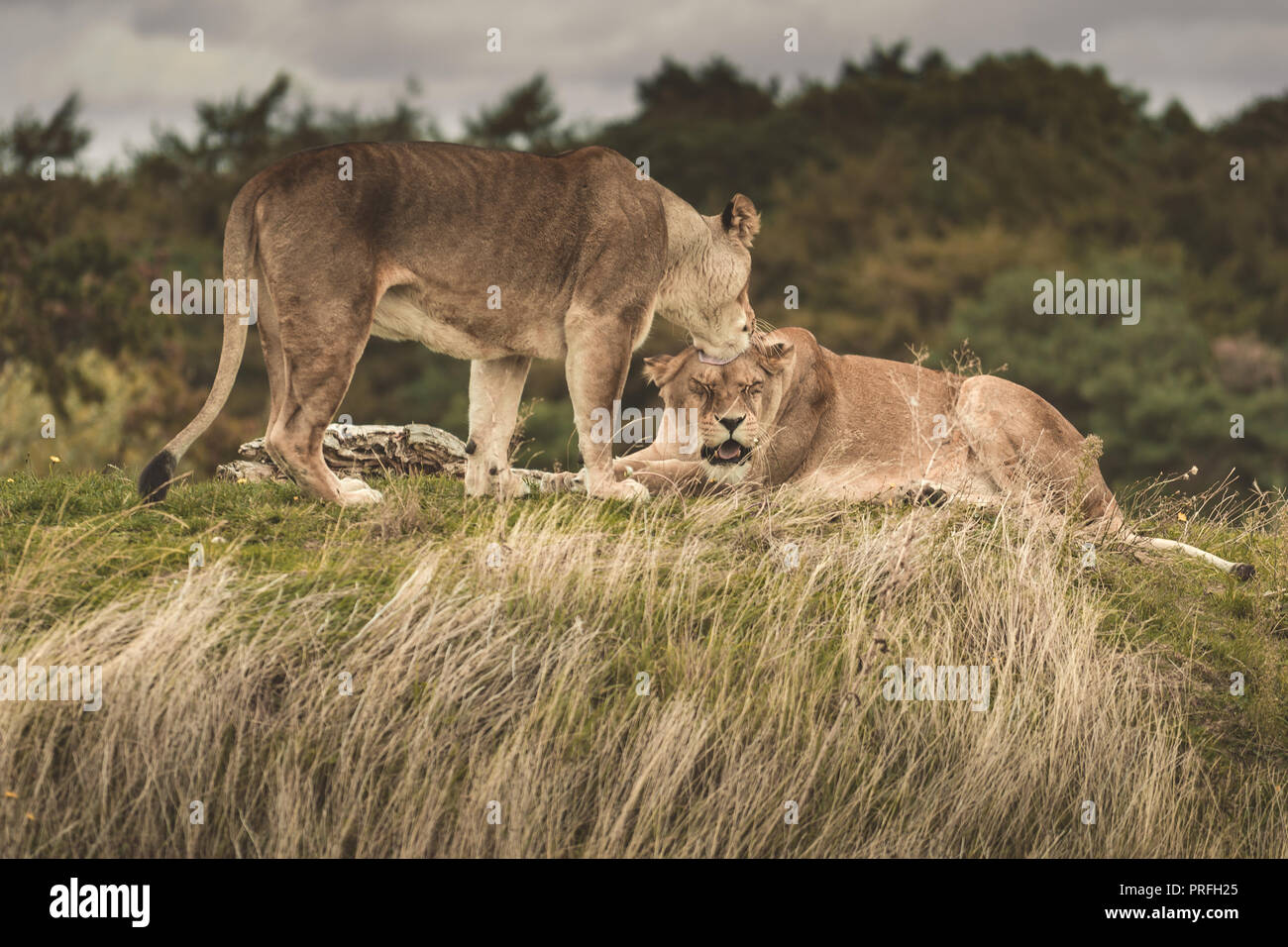 Tail of lioness hi-res stock photography and images - Alamy