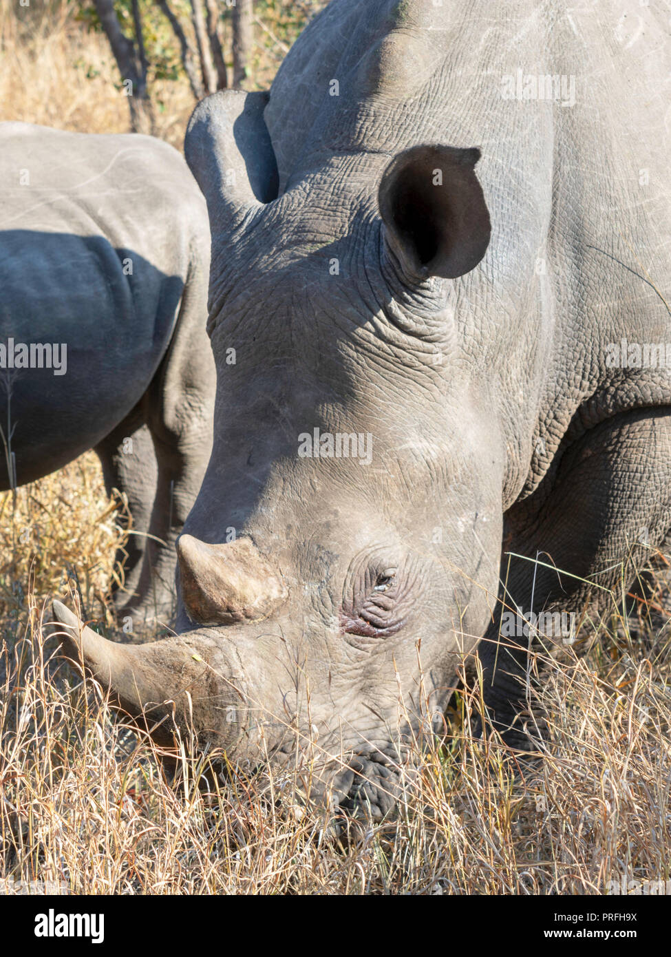 Rhinoceros bed hi-res stock photography and images - Alamy