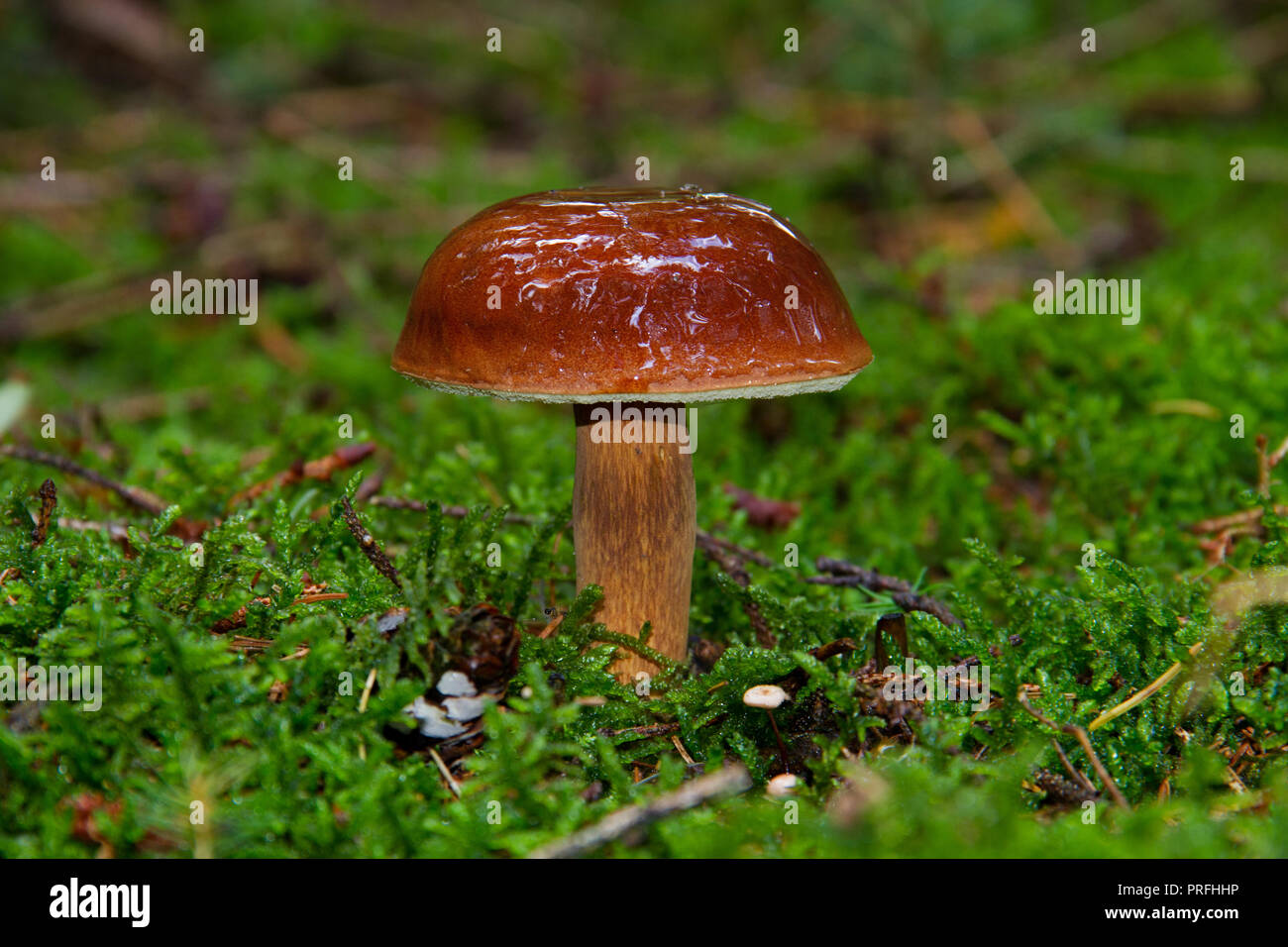 Spherical Fungus High Resolution Stock Photography and Images - Alamy