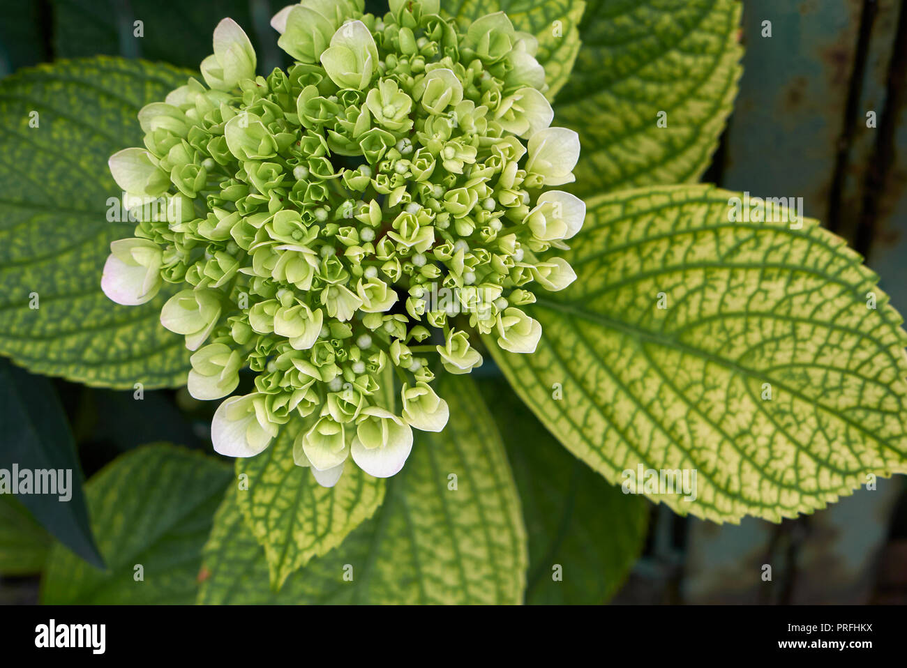 green flowers of Hydrangea Stock Photo - Alamy
