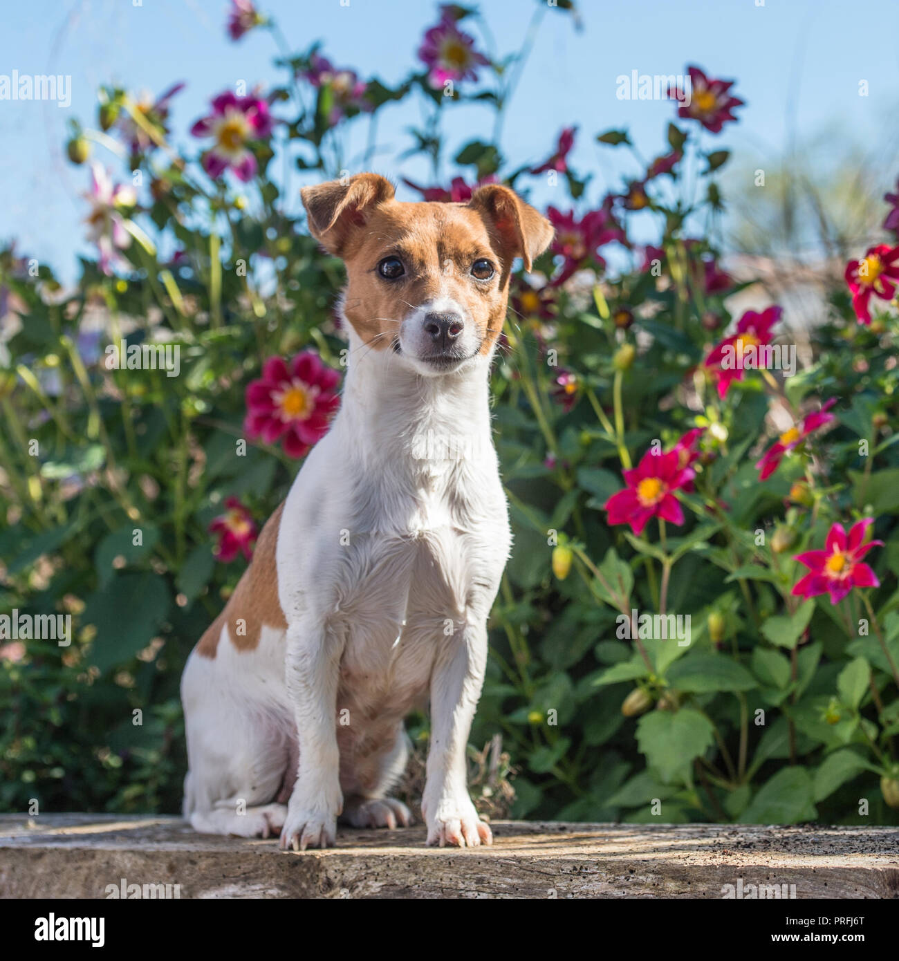 Dog in flowers hi-res stock photography and images - Alamy
