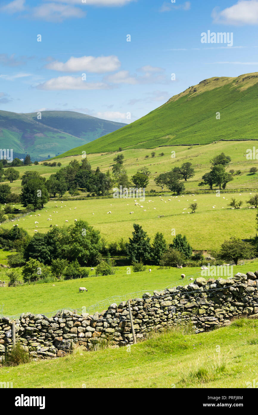 Newlands valley Cumbria, looking north from its eastern slope above ...