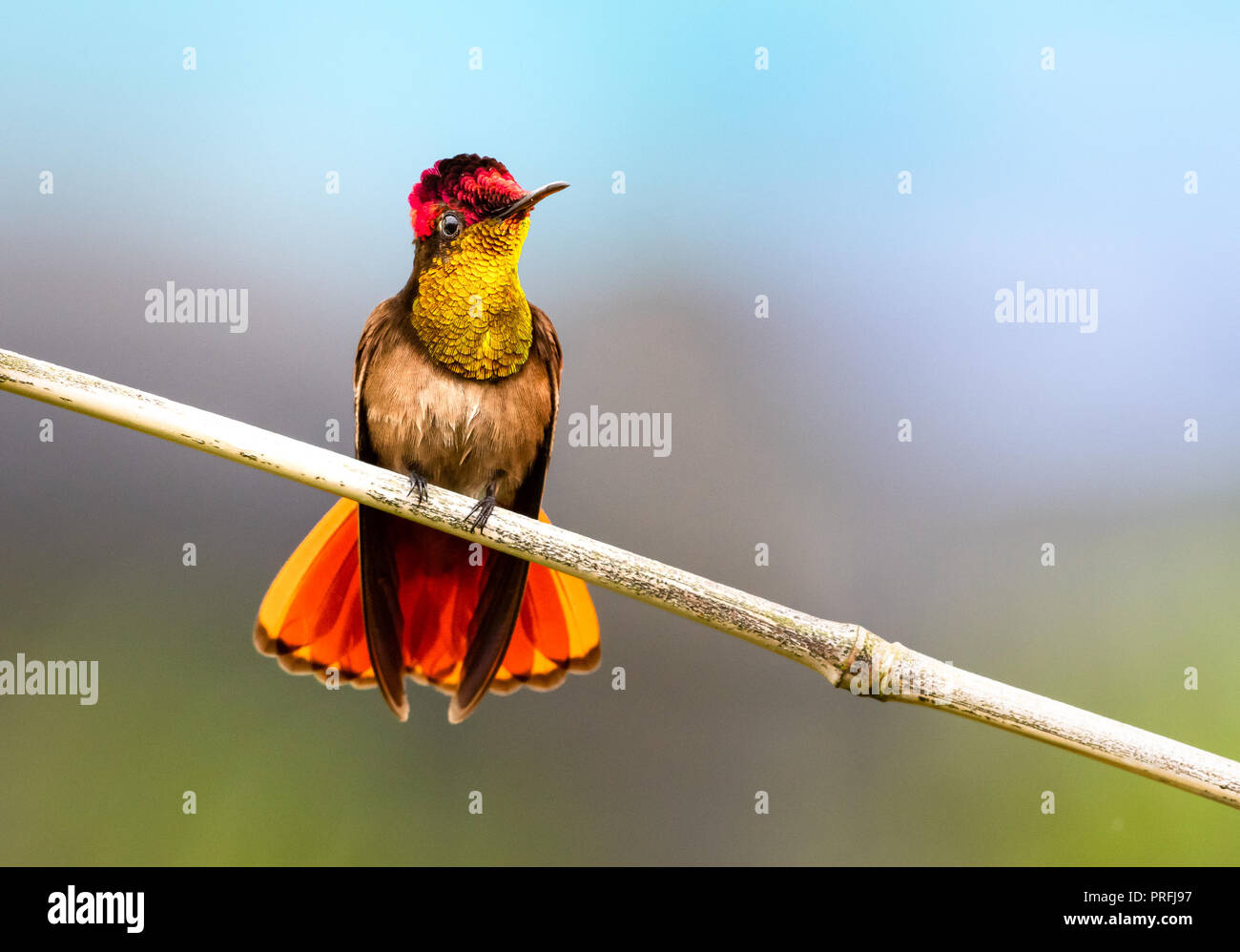 Ruby Topaz Hummingbird with his tail flared Stock Photo - Alamy