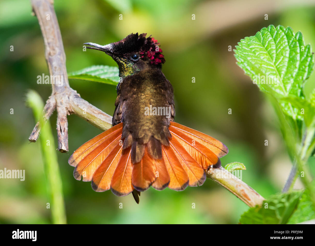 Ruby Topaz Hummingbird Stock Photo - Alamy