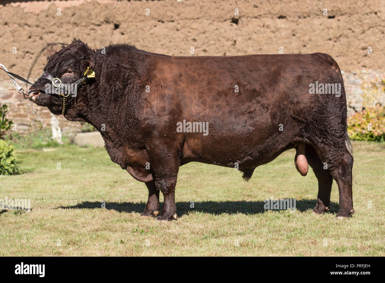 north Devon Ruby pedigree bull Stock Photo - Alamy