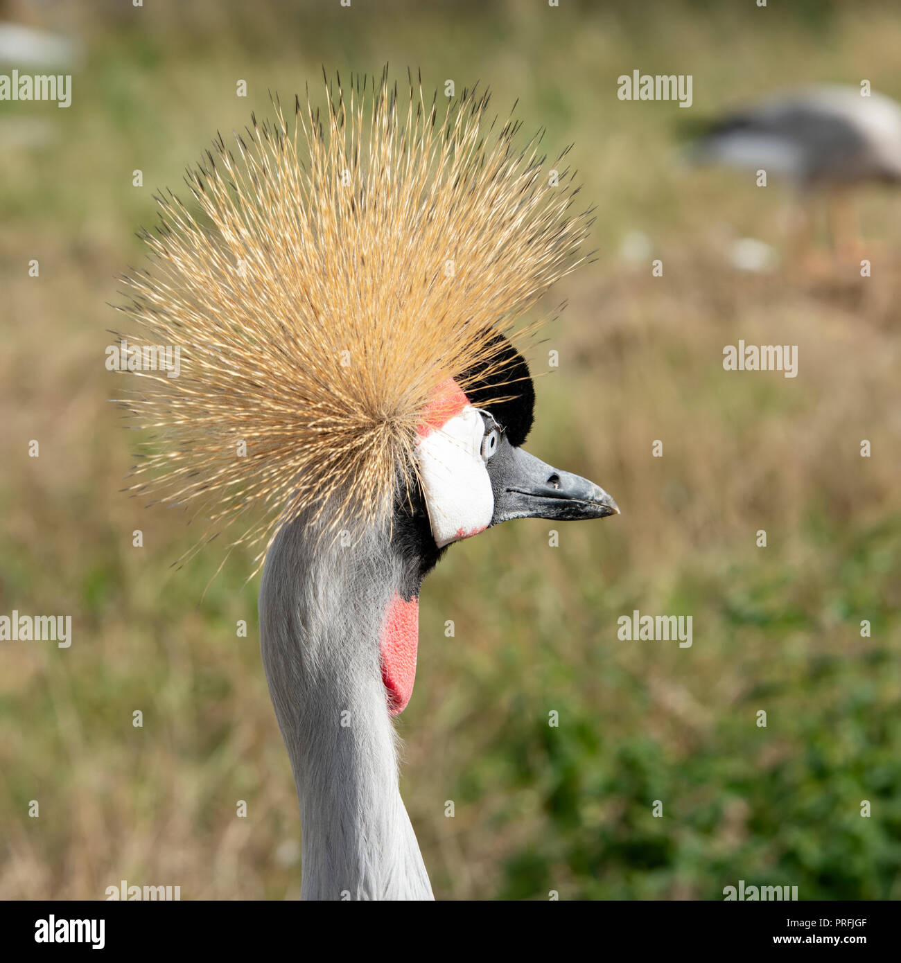 UK, Hamerton Zoo - 17 Aug 2018: Grey crowned crane also known as the ...