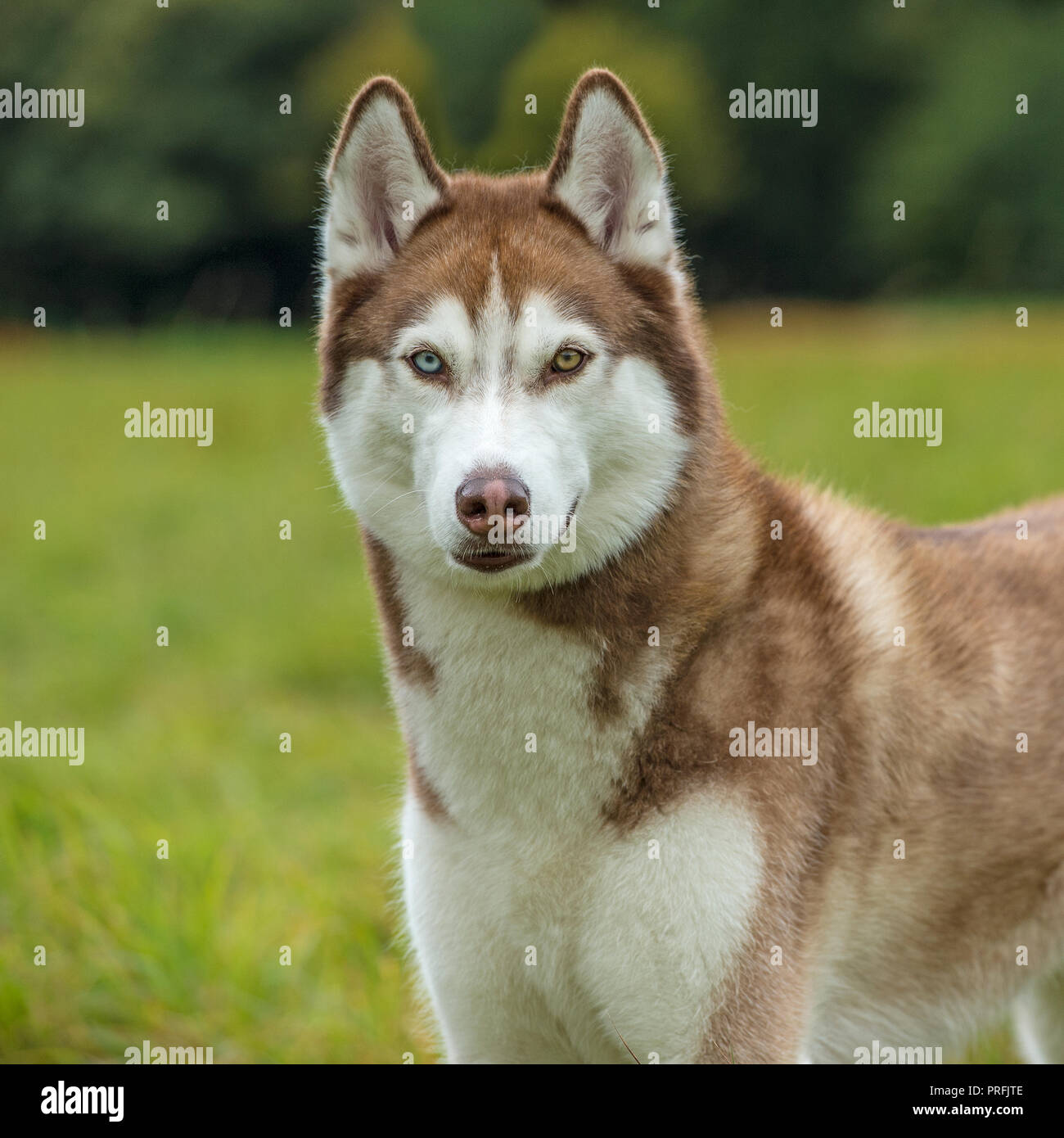 Husky head shot hi-res stock photography and images - Alamy