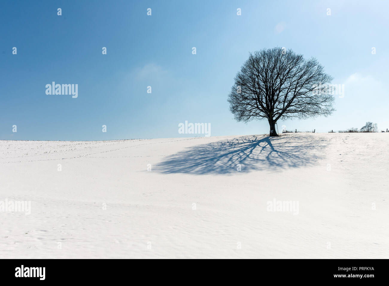 A single tree on a snowy field in sunlight Stock Photo - Alamy