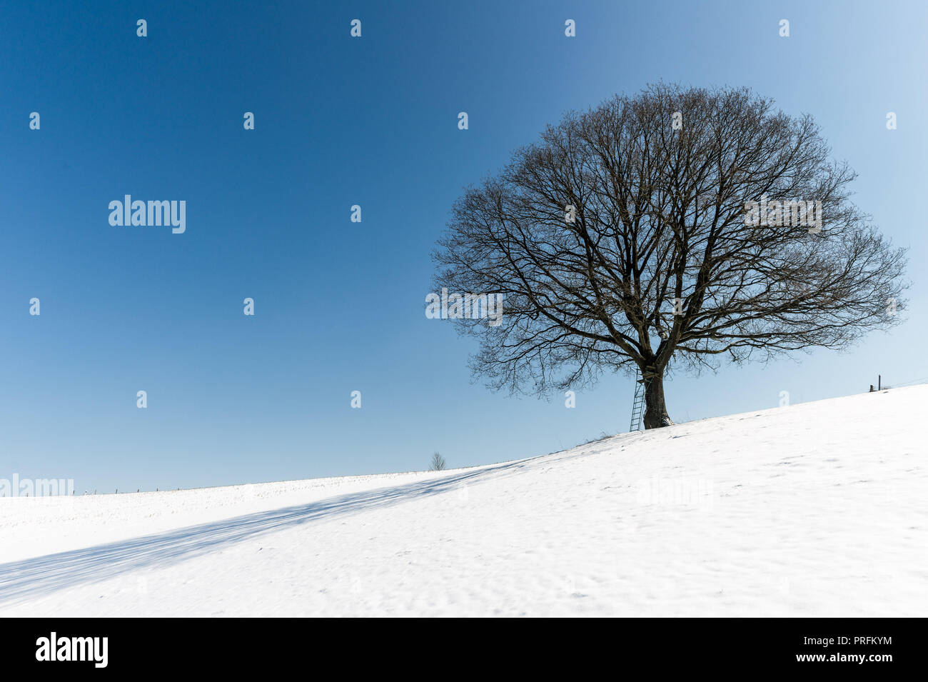 A single tree on a snowy field in sunlight Stock Photo - Alamy