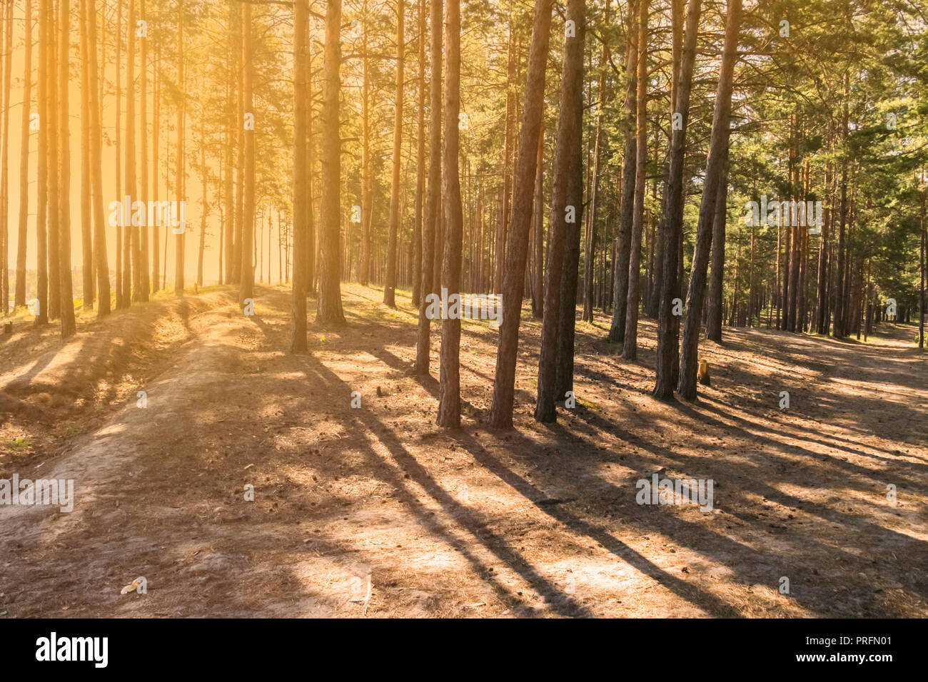 Sunny pathway in the forest on a summer day with pine trees shadows ...