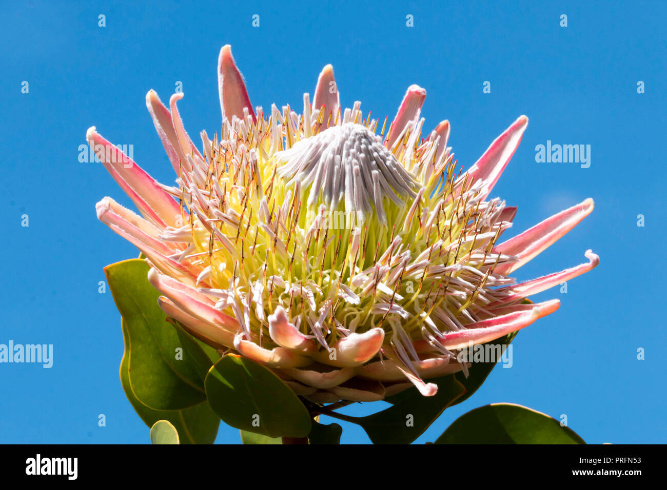 Protea flower hi-res stock photography and images - Alamy
