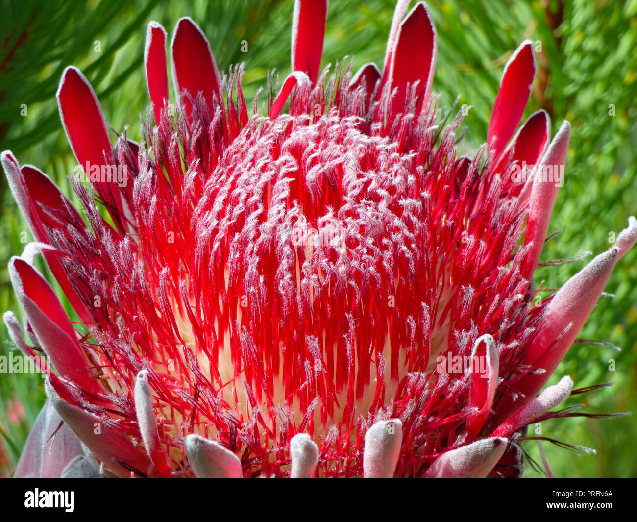 Exotic protea flowering inside the great glasshouse at the National ...