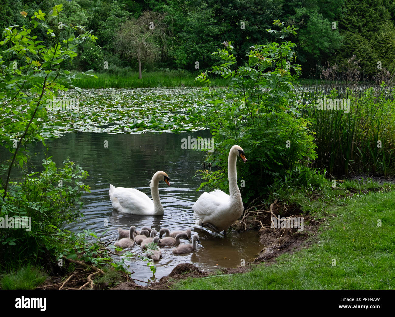 Cygnet with mum hi-res stock photography and images - Alamy