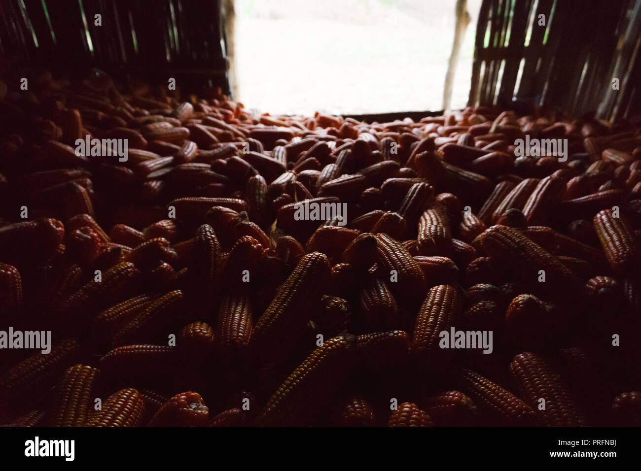 Corn harvesting season of corn farmers, when collected, will be stored ...