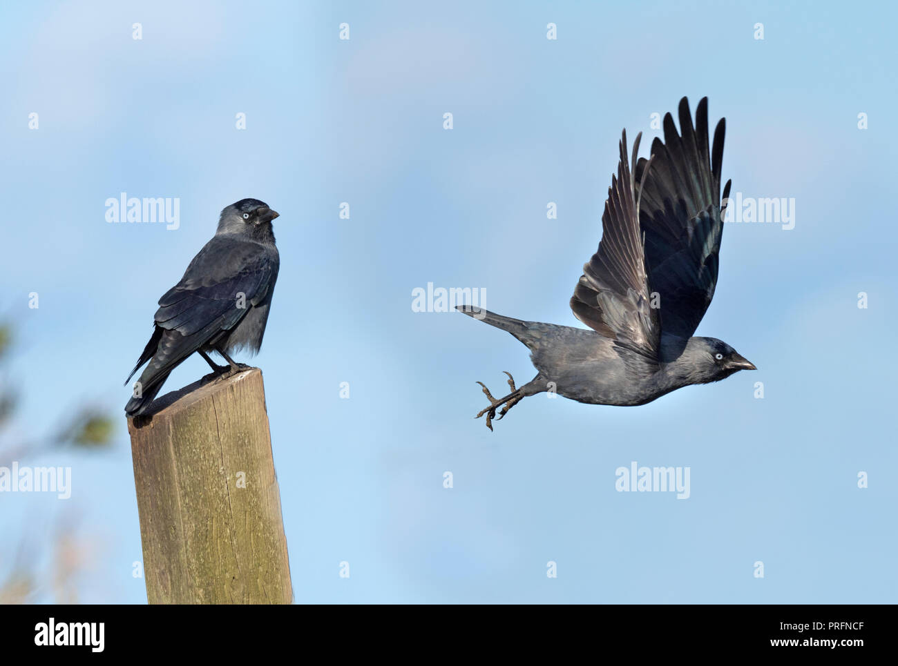 Jackdaw crow corvus monedula norfolk bird hi-res stock photography and ...